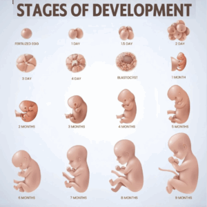 The Stages of Fetal Development: A Week by Week Guide - Breast Pumps ...